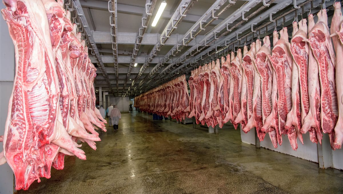 What's behind the New Swine Slaughter Inspection System? | Food Safety News