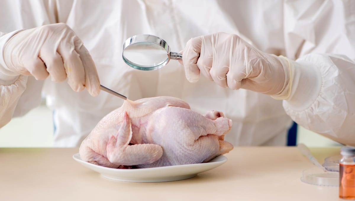 Denmark links Campylobacter outbreaks to chicken | Food Safety News