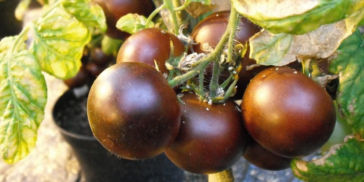 Genetically modified purple tomato to hit Australian shelves shortly ...