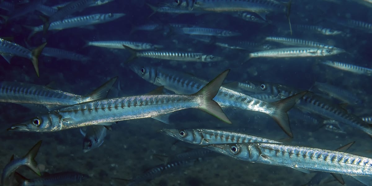 Scientists assess Ciguatera outbreaks in the Canary Islands | Food ...