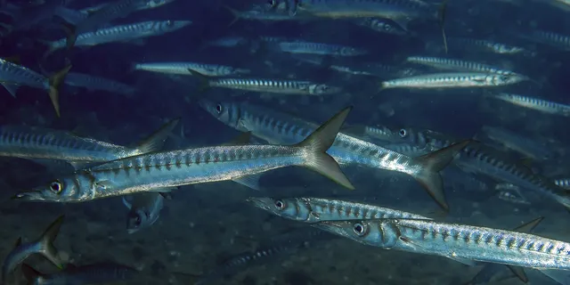 Scientists assess Ciguatera outbreaks in the Canary Islands | Food ...