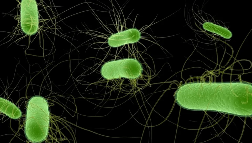 E. coli causes fatal outbreaks in France and Belgium | Food Safety News
